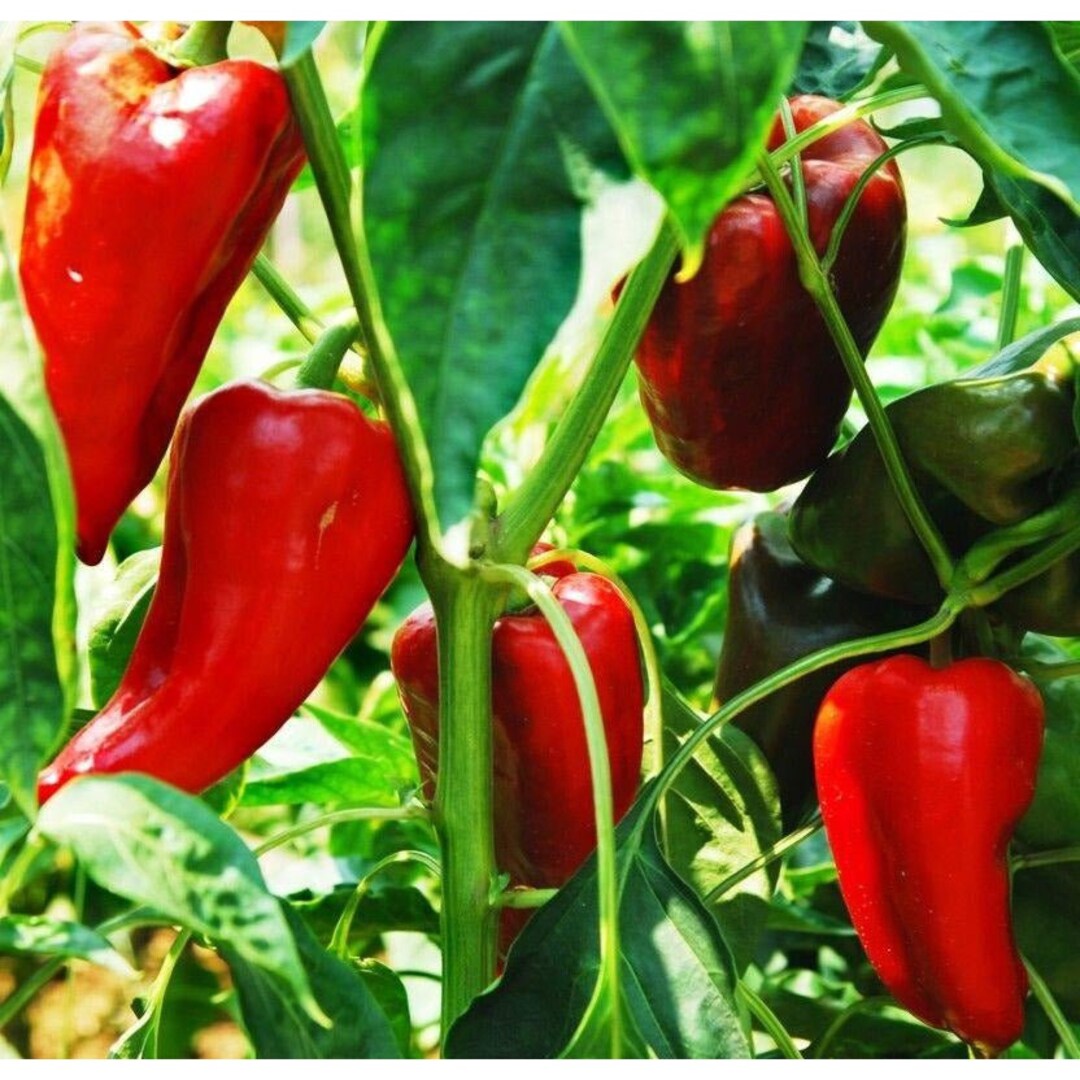 Super Shepherd Sweet Pepper Seeds - Etsy