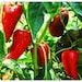 Red Genovese Basil Seeds - Etsy