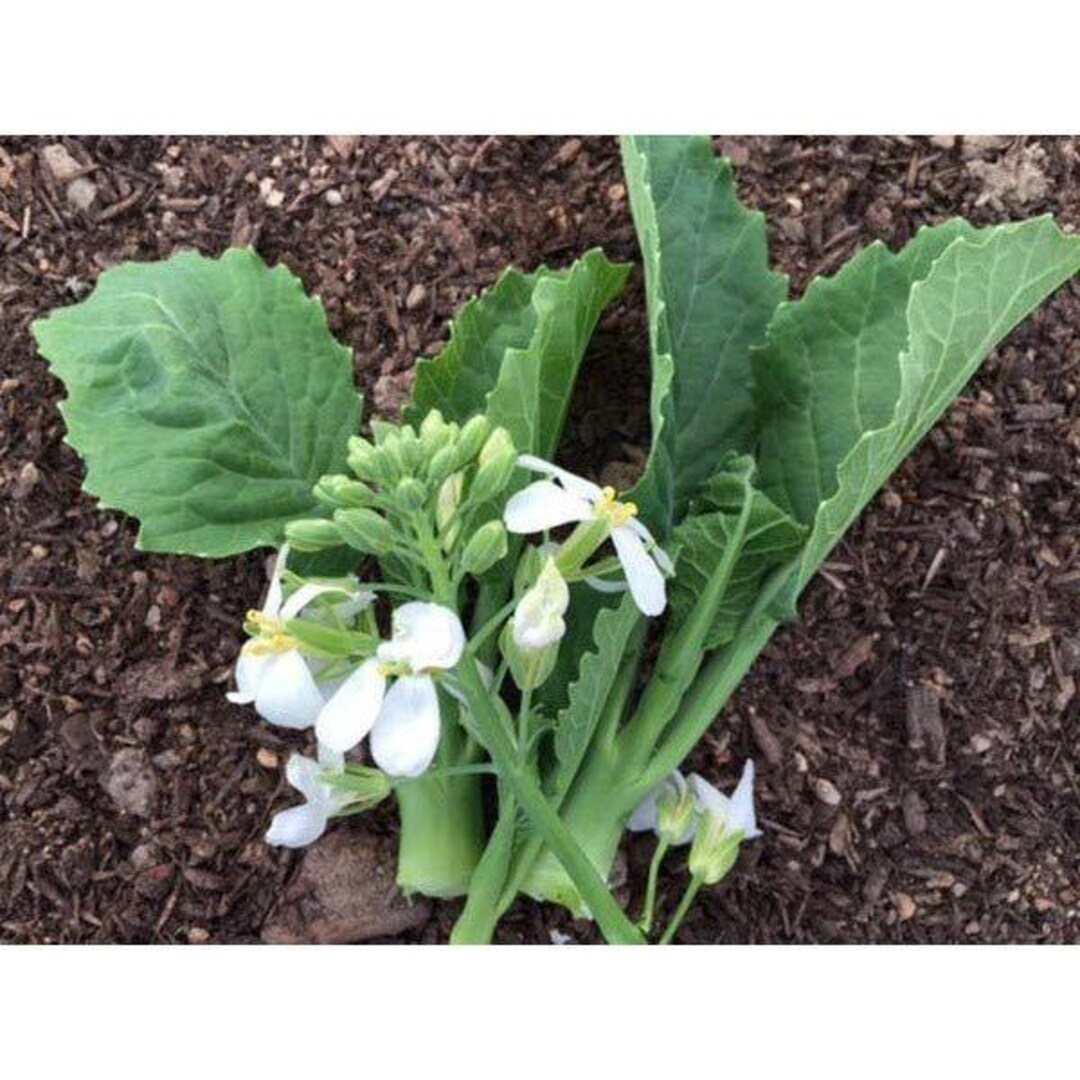 Emperor Chinese Kale Seeds - Etsy