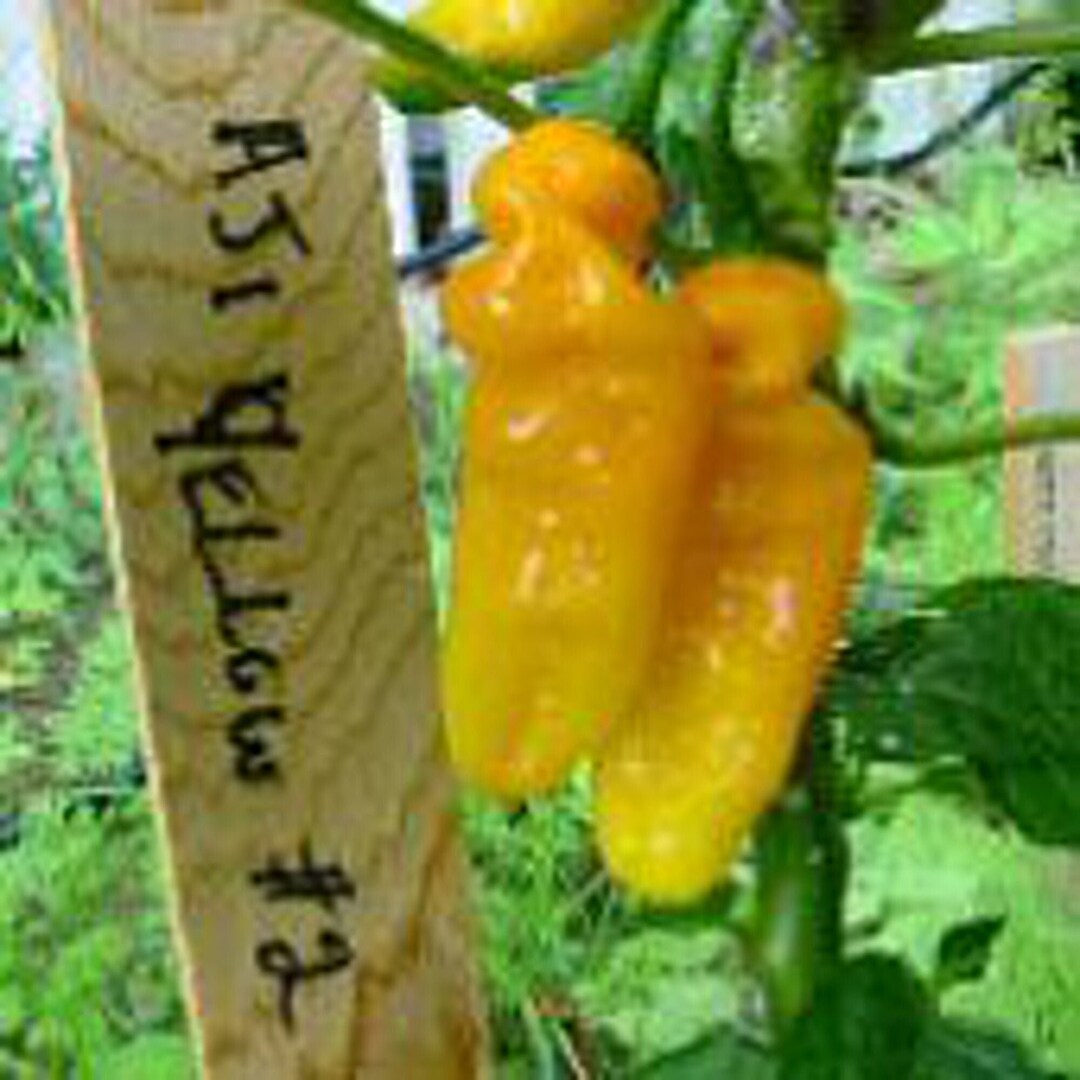 Aji Yellow Hot Peppers (strain 2) Seeds - Etsy