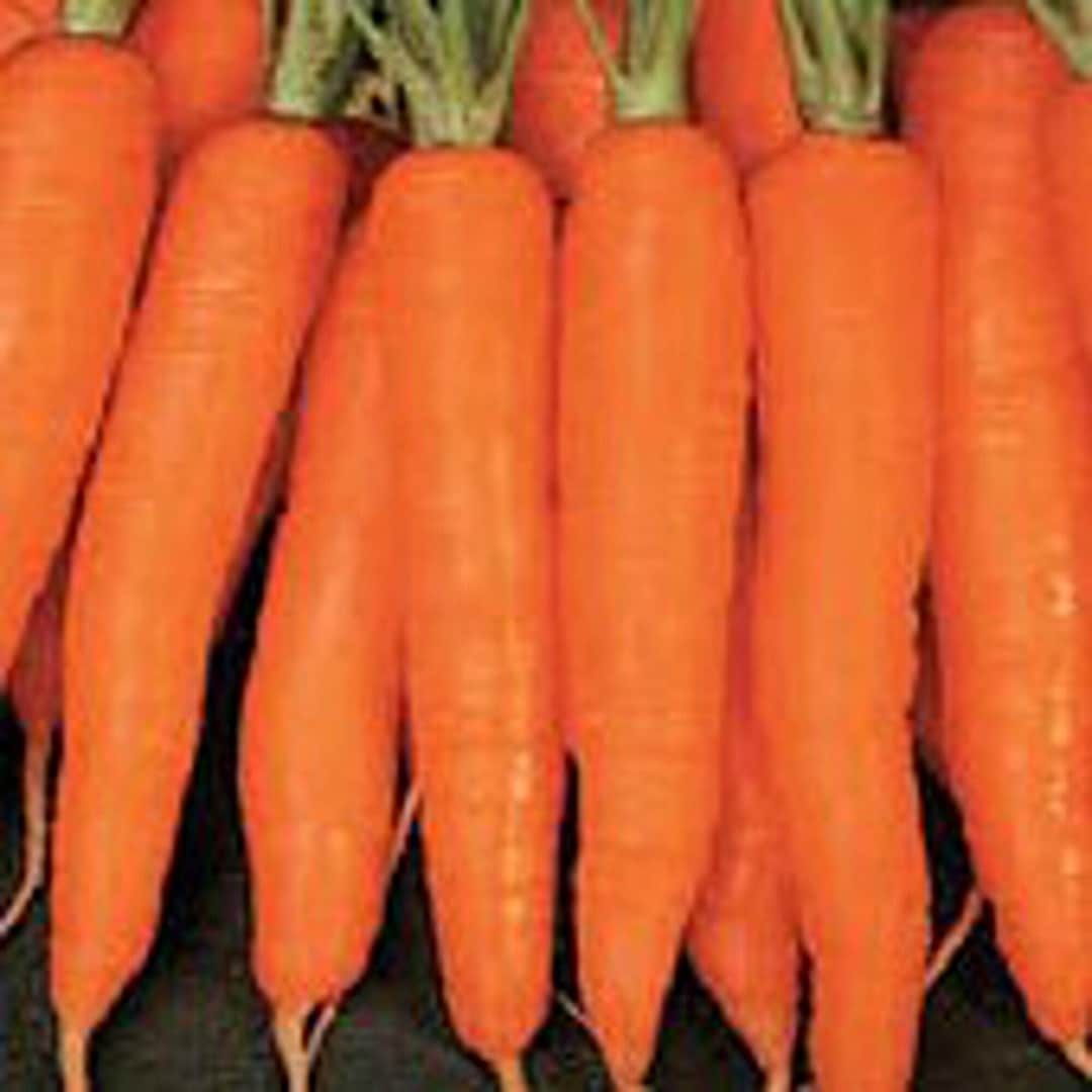 Minicor Carrots Seeds - Etsy