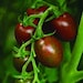 Sureno F1 Hybrid Hot Pepper Seeds - Etsy