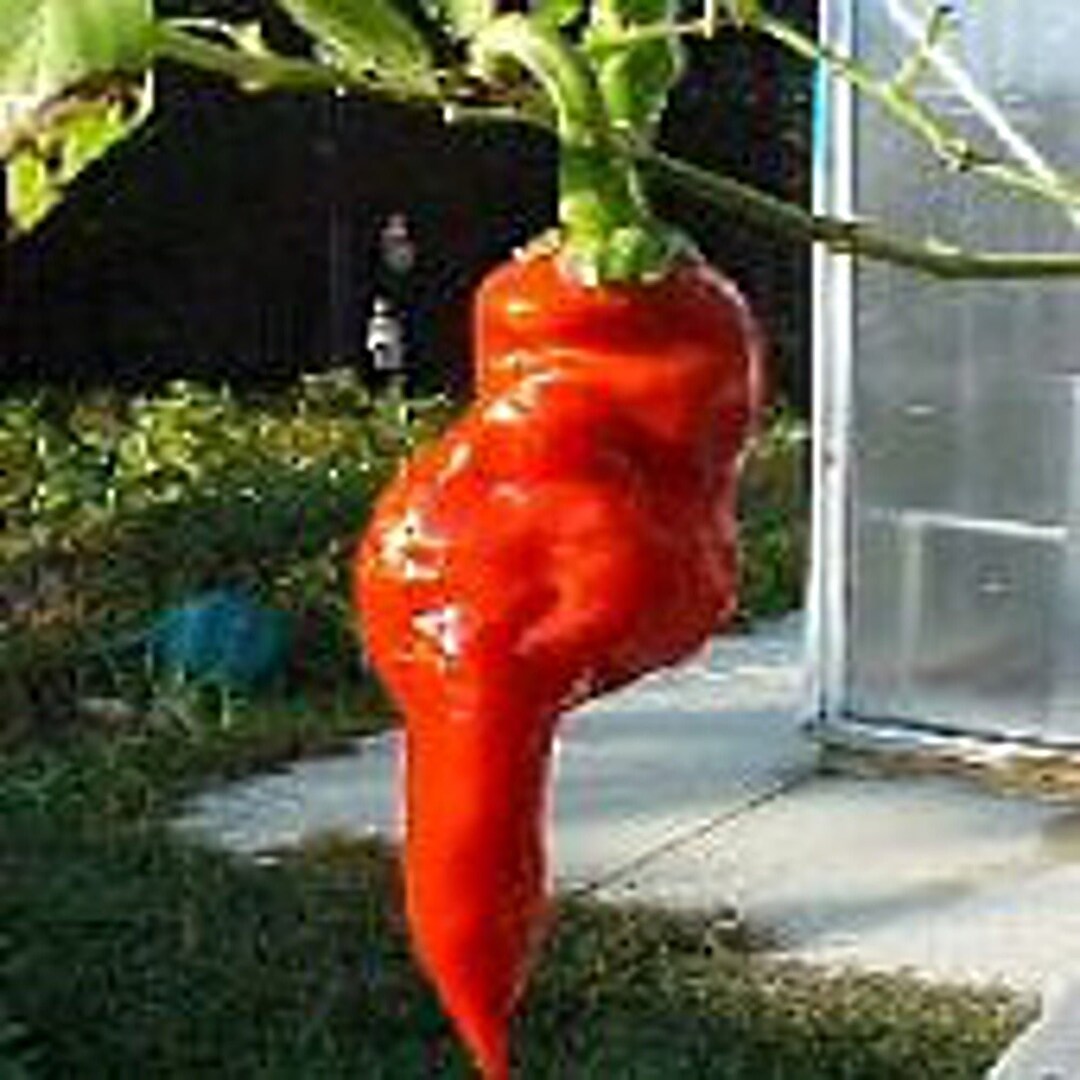 Monkey's Face Hot Peppers (red) Seeds - Etsy