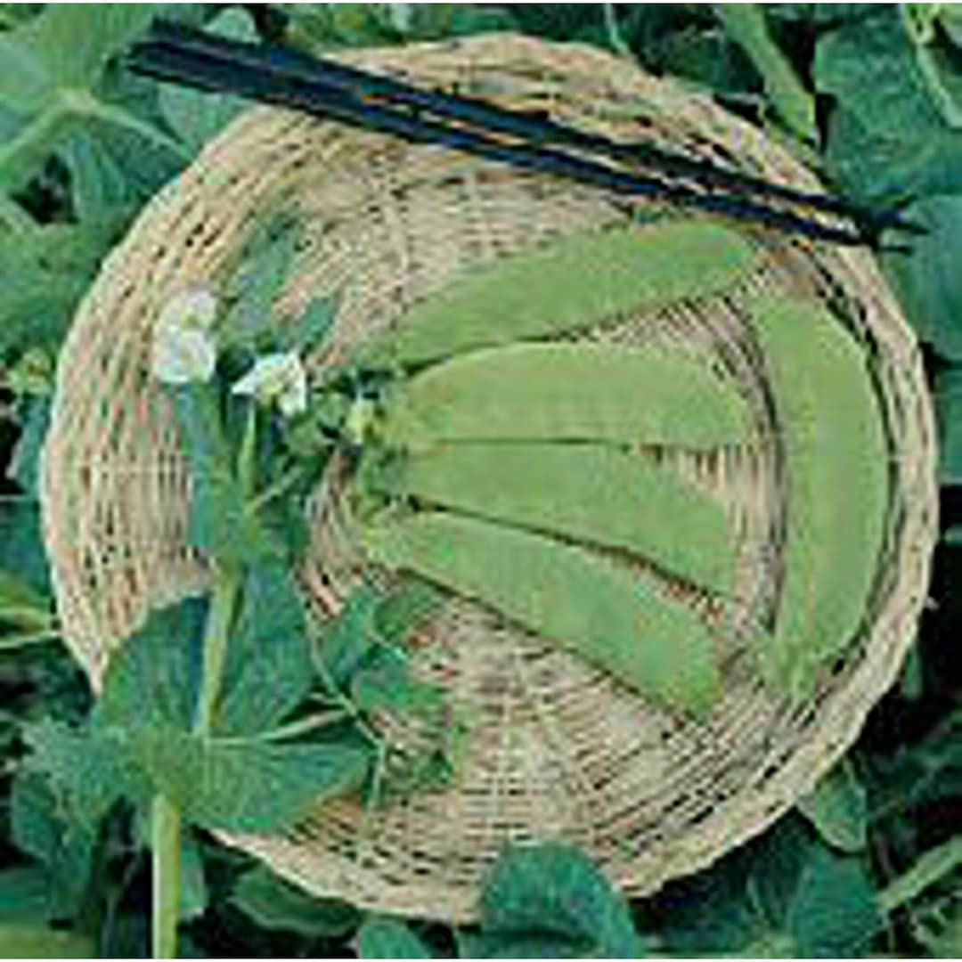 Oregon Giant Snow Peas Seeds - Etsy