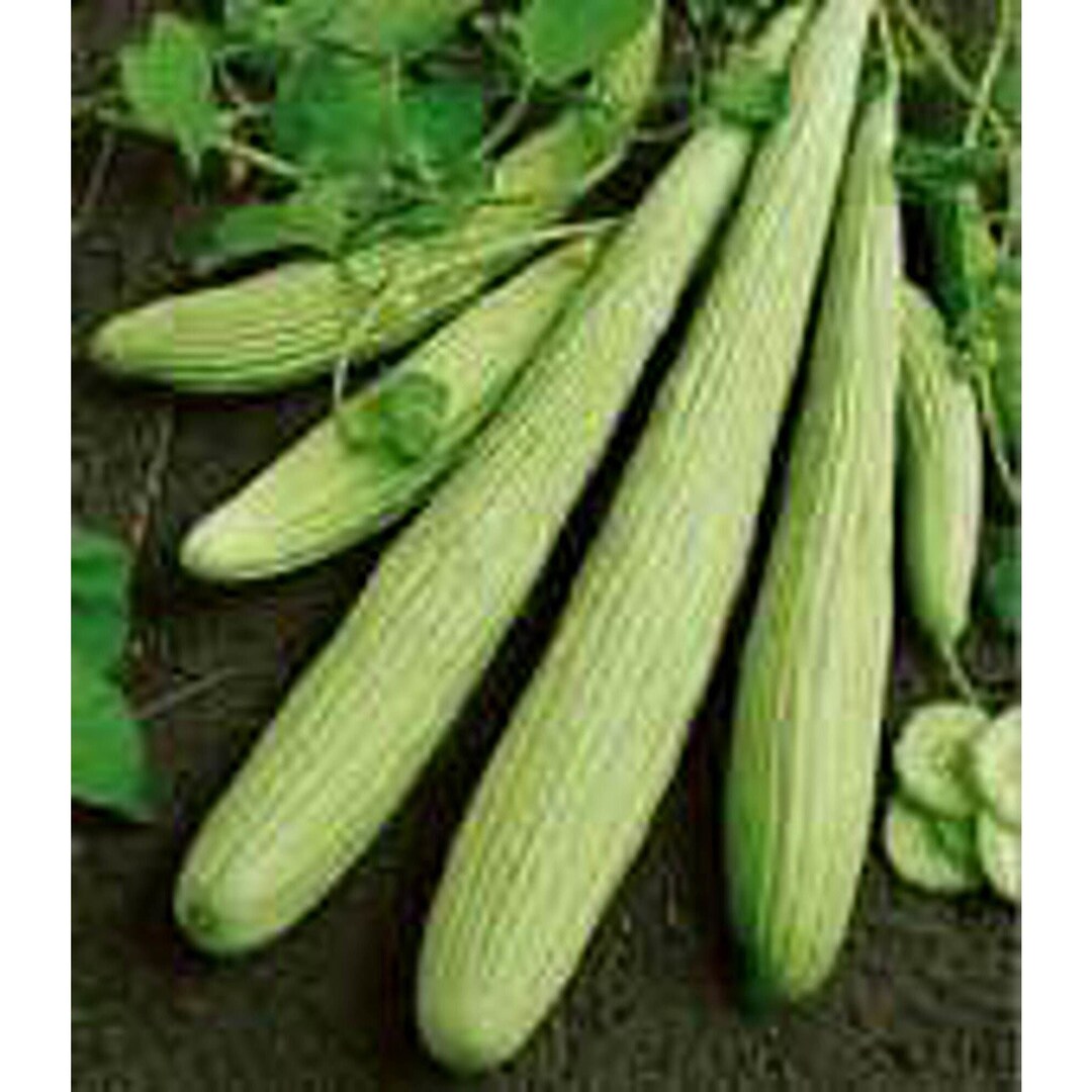 Armenian Yard Long Cucumbers Seeds - Etsy