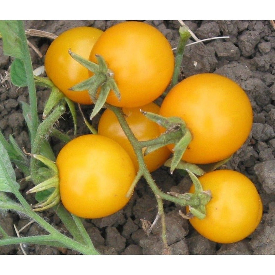 Galina's Cherry Tomato Seeds - Etsy