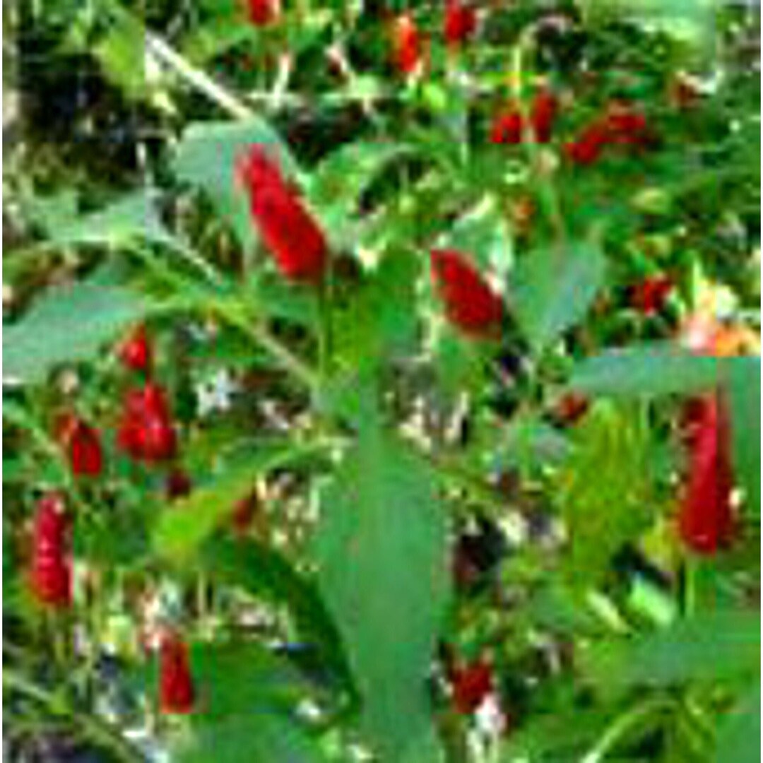 Lisa Piquin Hot Peppers Seeds - Etsy
