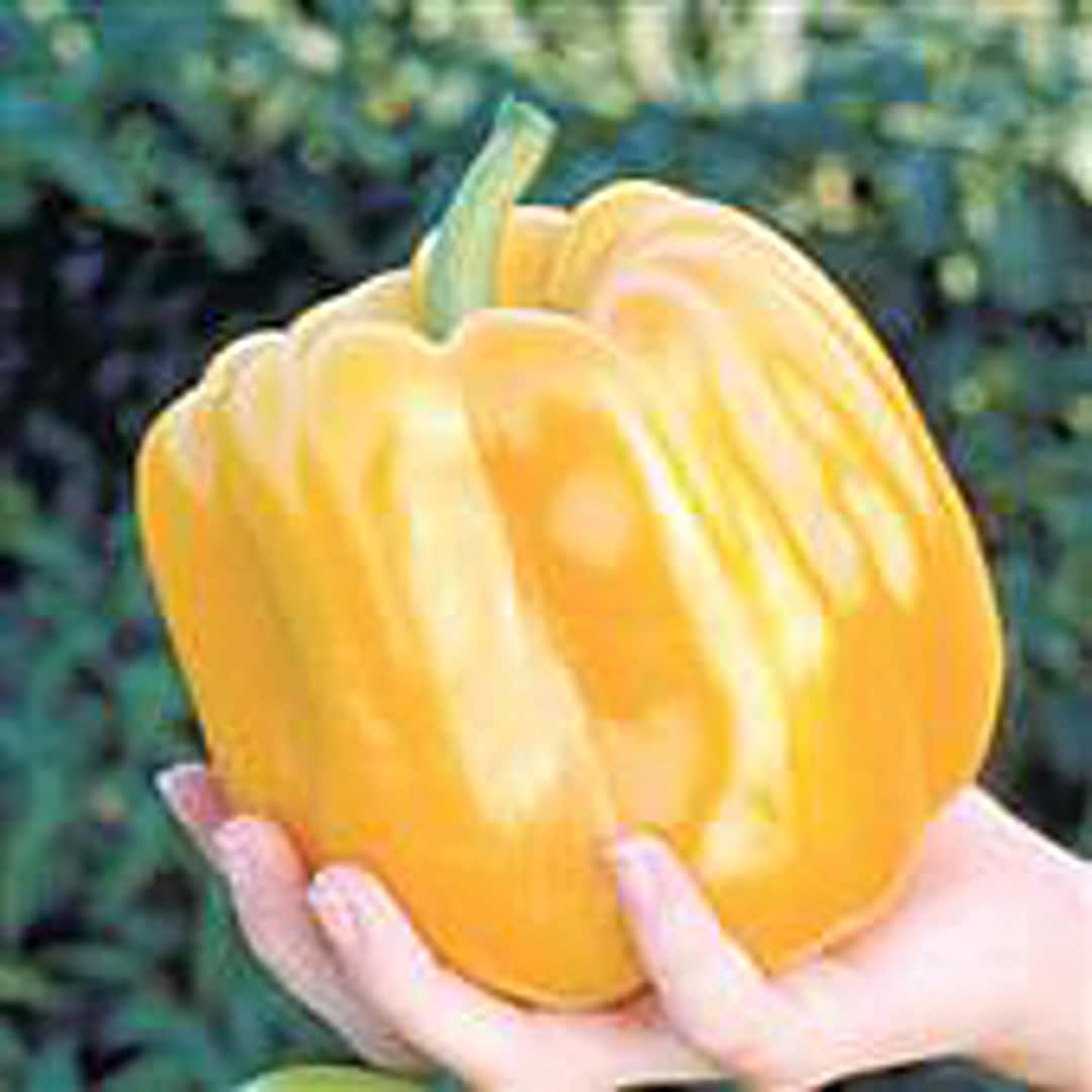 Super Heavyweight Sweet Peppers Seeds - Etsy