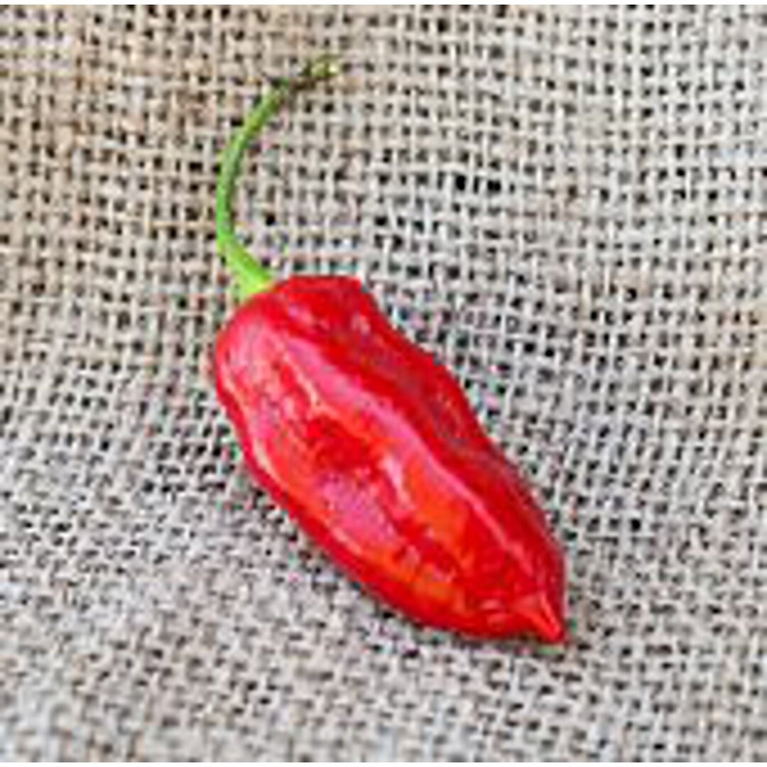 Tiger Teeth Hot Peppers Seeds - Etsy
