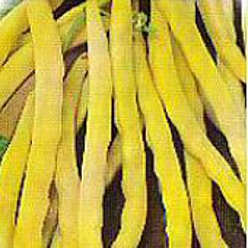 Top Notch Golden Wax Pole Beans Seeds - Etsy
