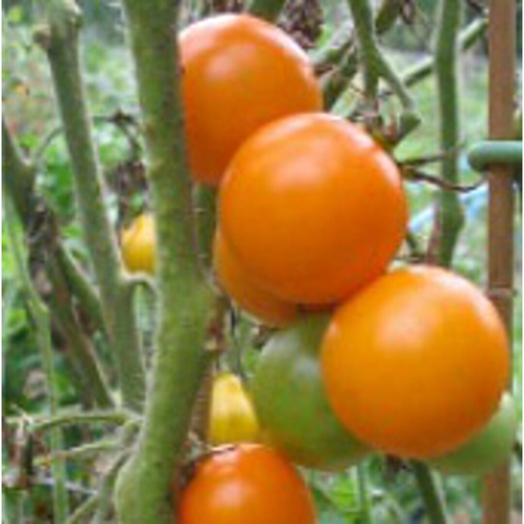 Prize of the Trials Tomato Seeds - Etsy