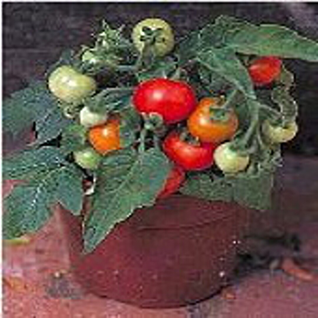 Micro Tom Tomato Seeds - Etsy