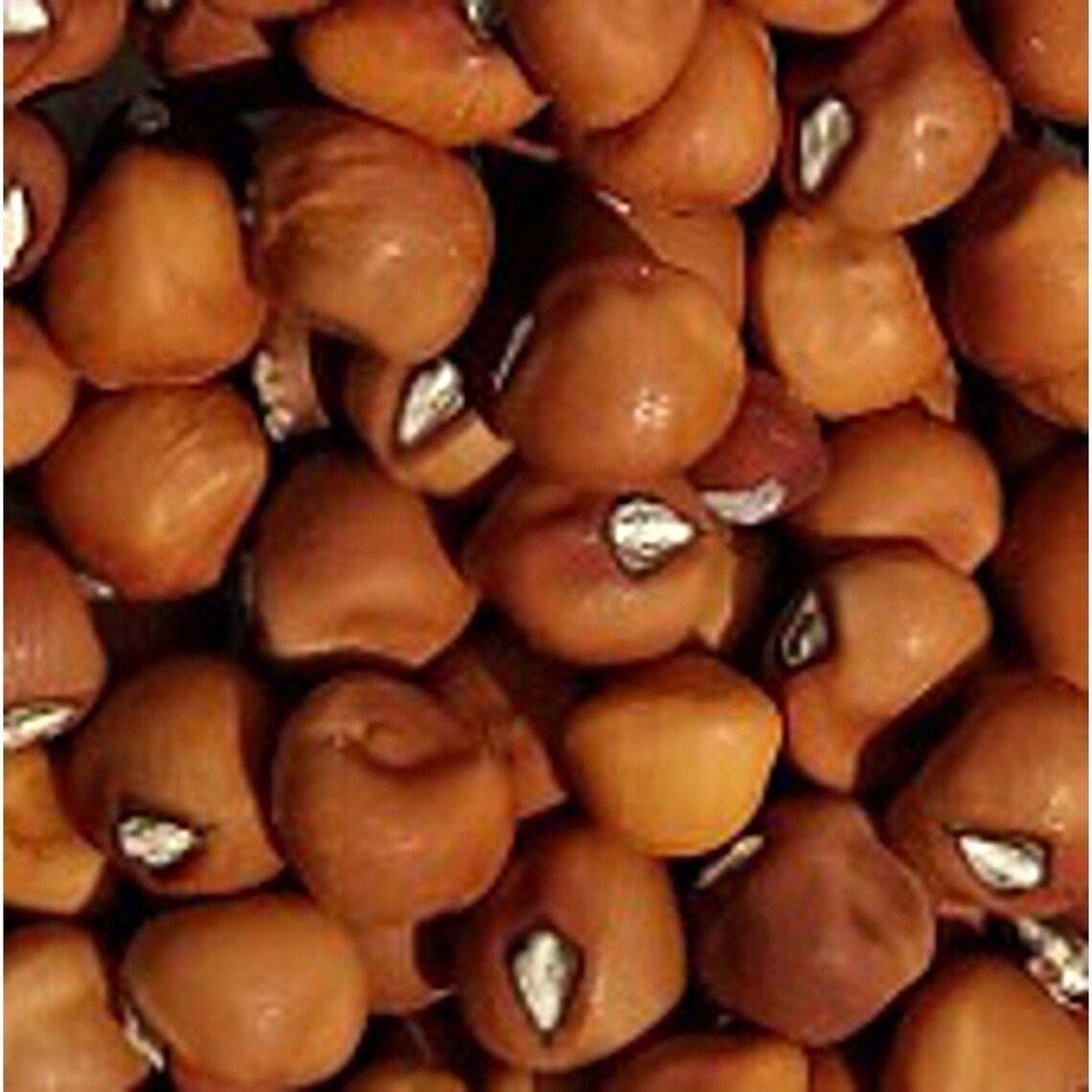 Hercules Cowpeas Seeds - Etsy