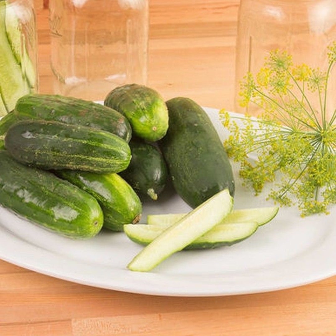 Max Pack F1 Cucumber Seeds - Etsy