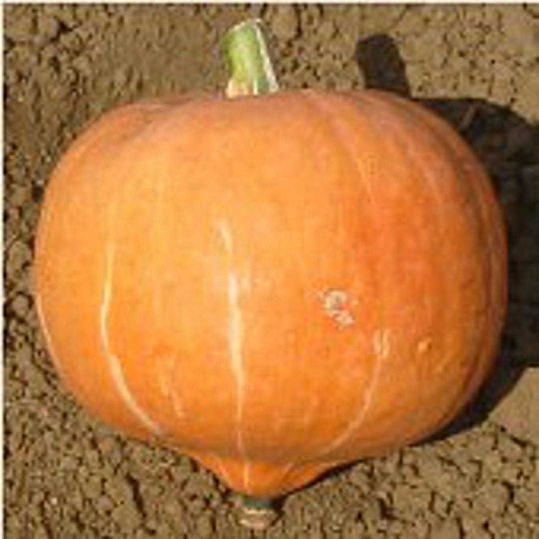 Orange Magic Squash Seeds - Etsy
