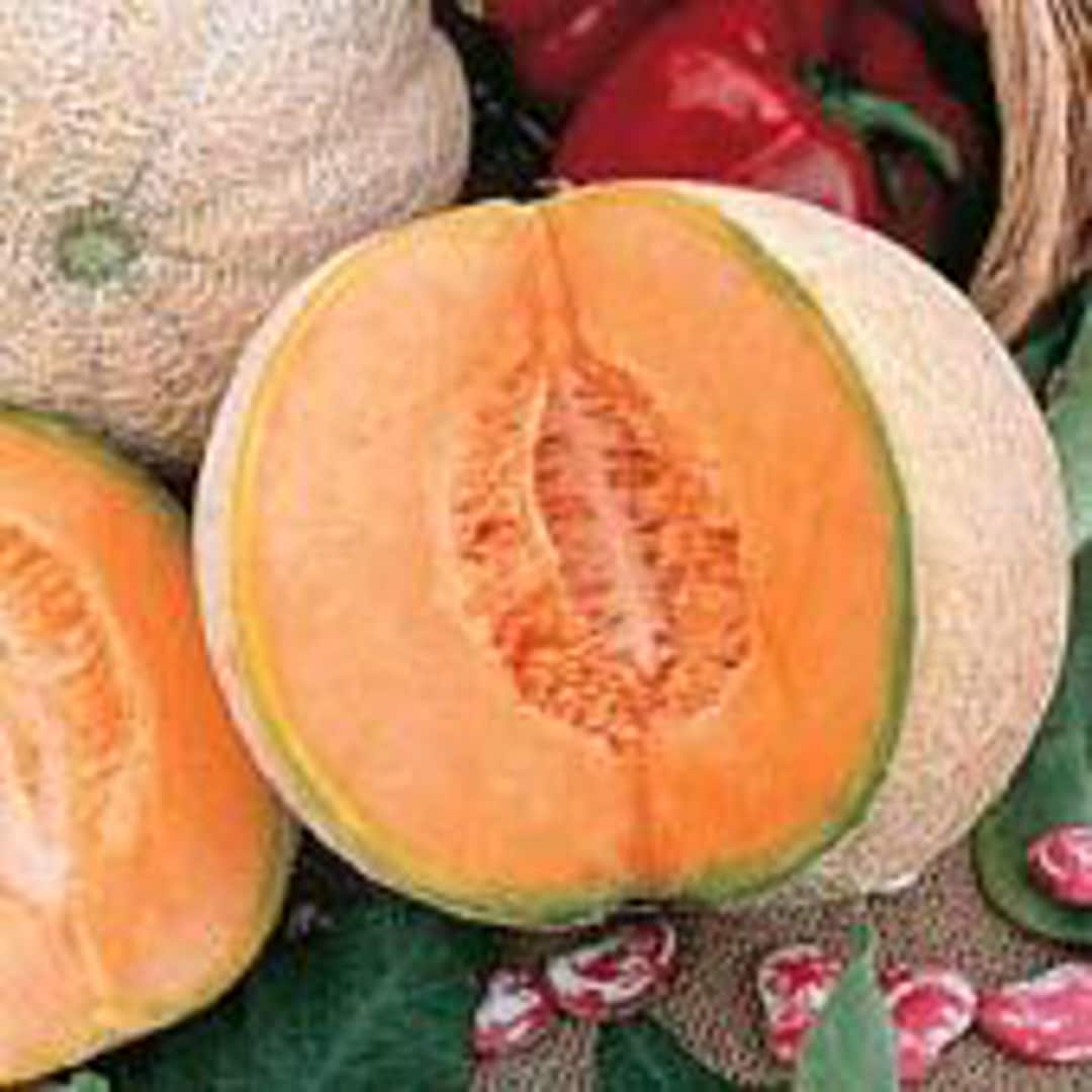 Honey Rock Melons Seeds - Etsy