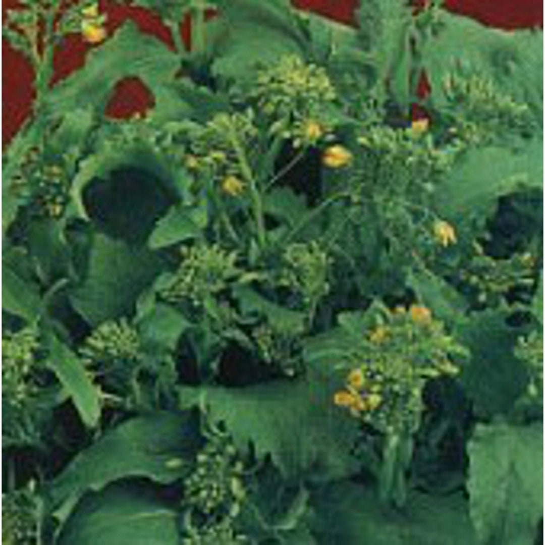 Spring Rapini Broccoli Raab Seeds - Etsy