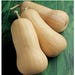 Narragansett F1 Hybrid Butternut Squash Seeds - Etsy
