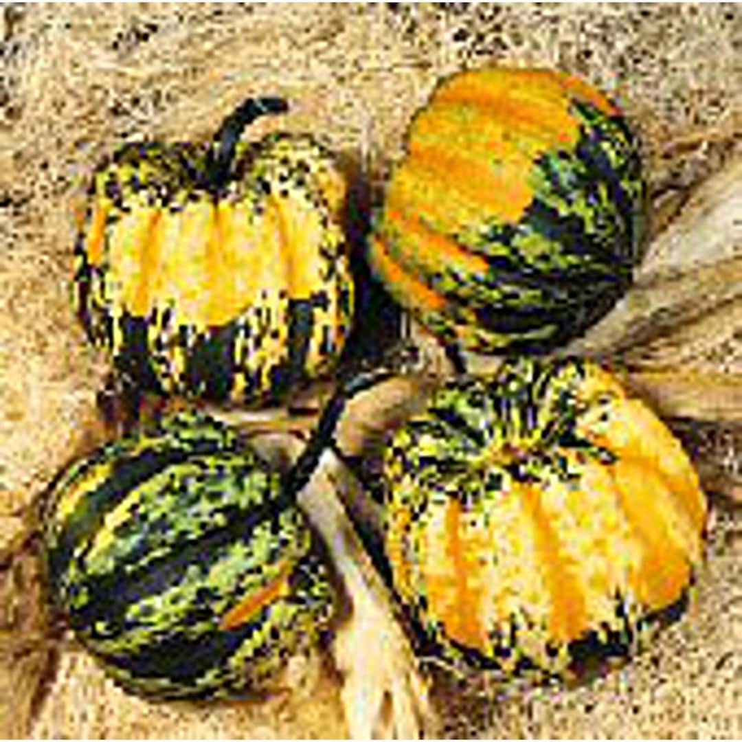 Carnival Squash Seeds - Etsy