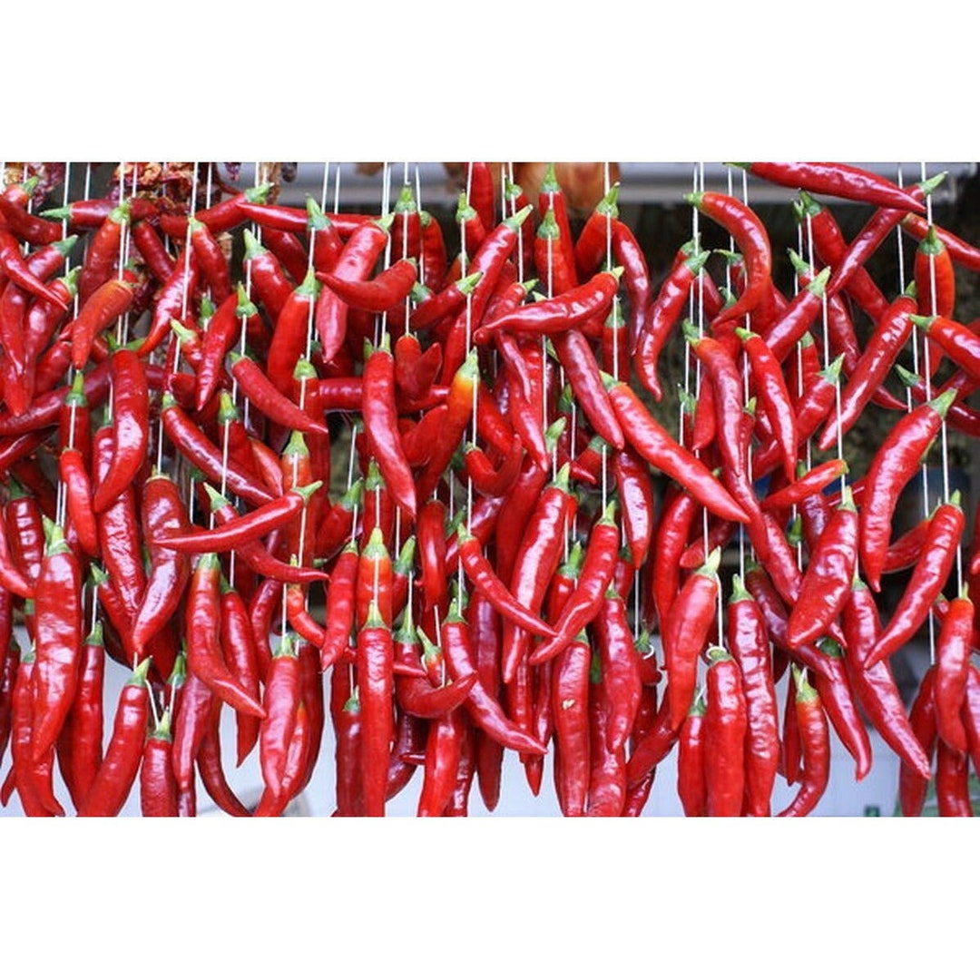 Korean Winner F1 Hybrid Hot Pepper Seeds - Etsy