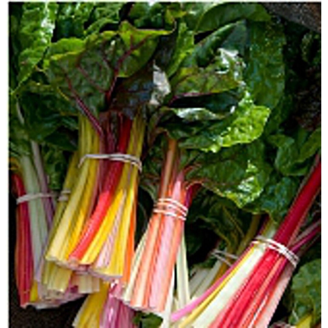 Bright Lights Swiss Chard Seeds - Etsy