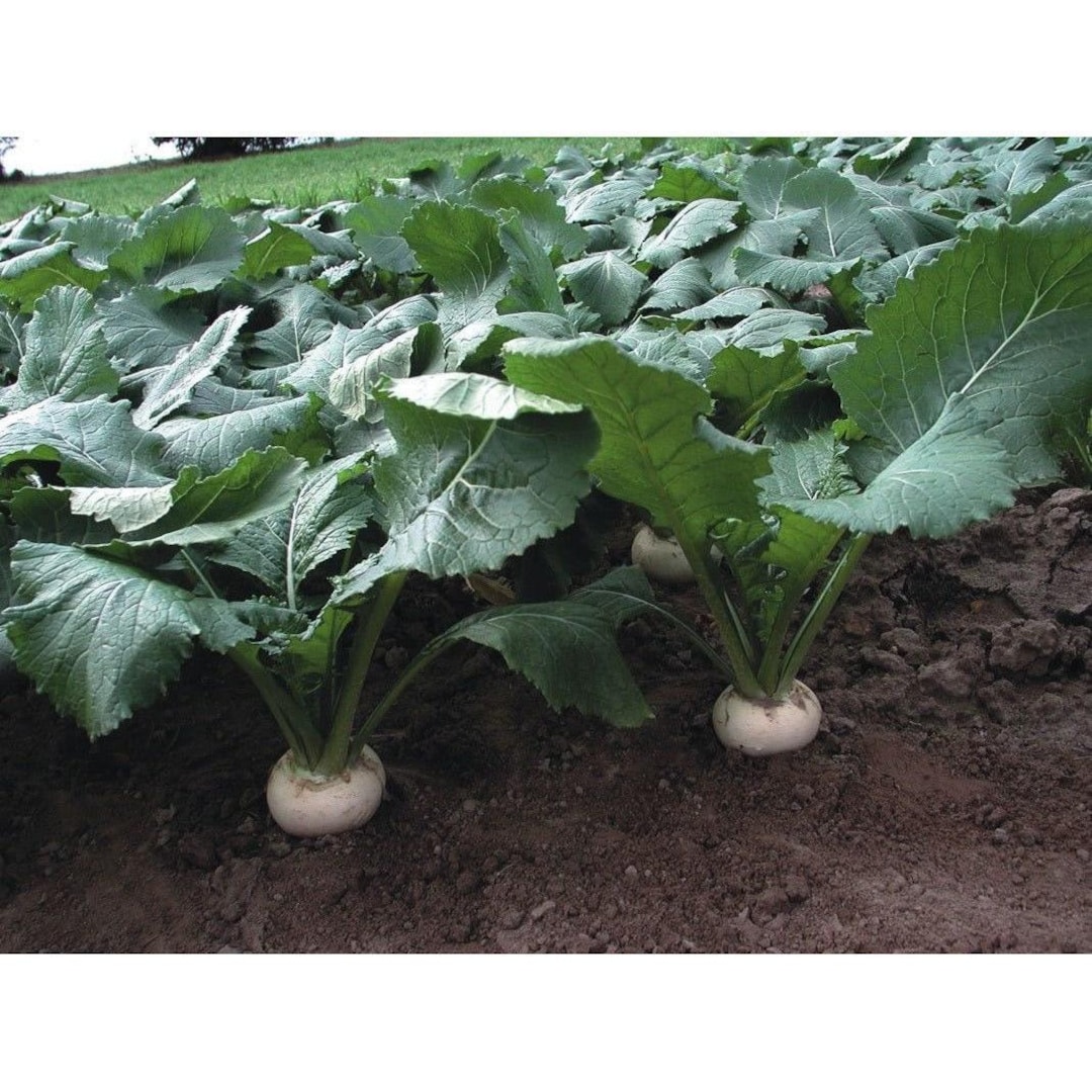 Tokyo Cross Hybrid Turnip Seeds - Etsy