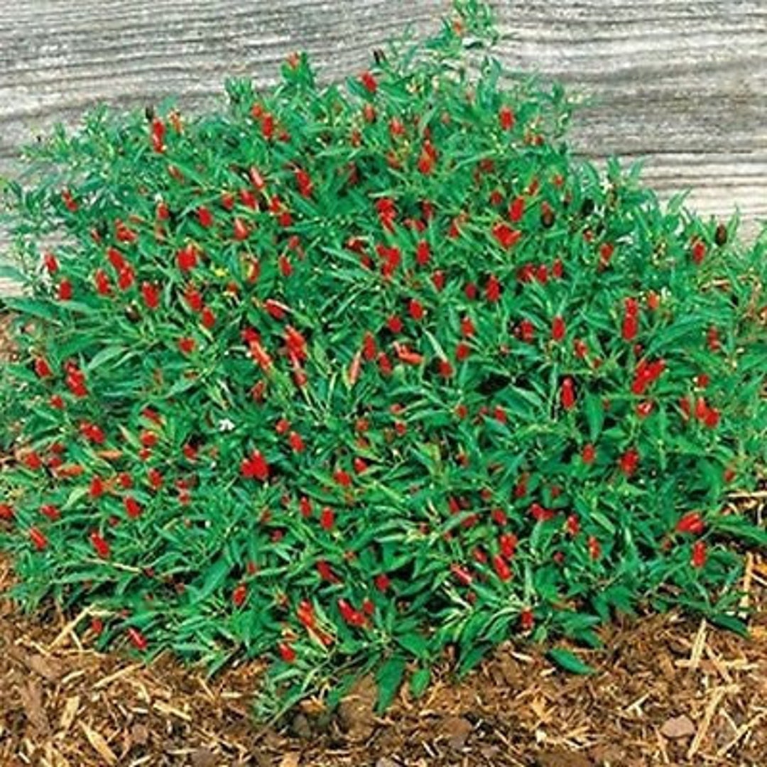 Thai Bangkok Upright Pepper Seeds - Etsy