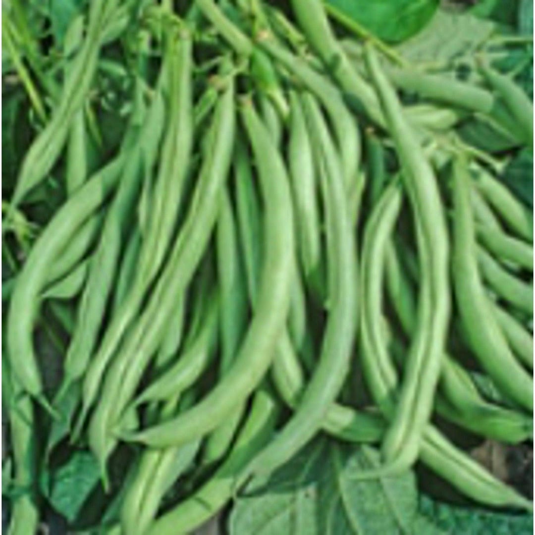 Mountaineer Half Runner Pole Beans Seeds - Etsy