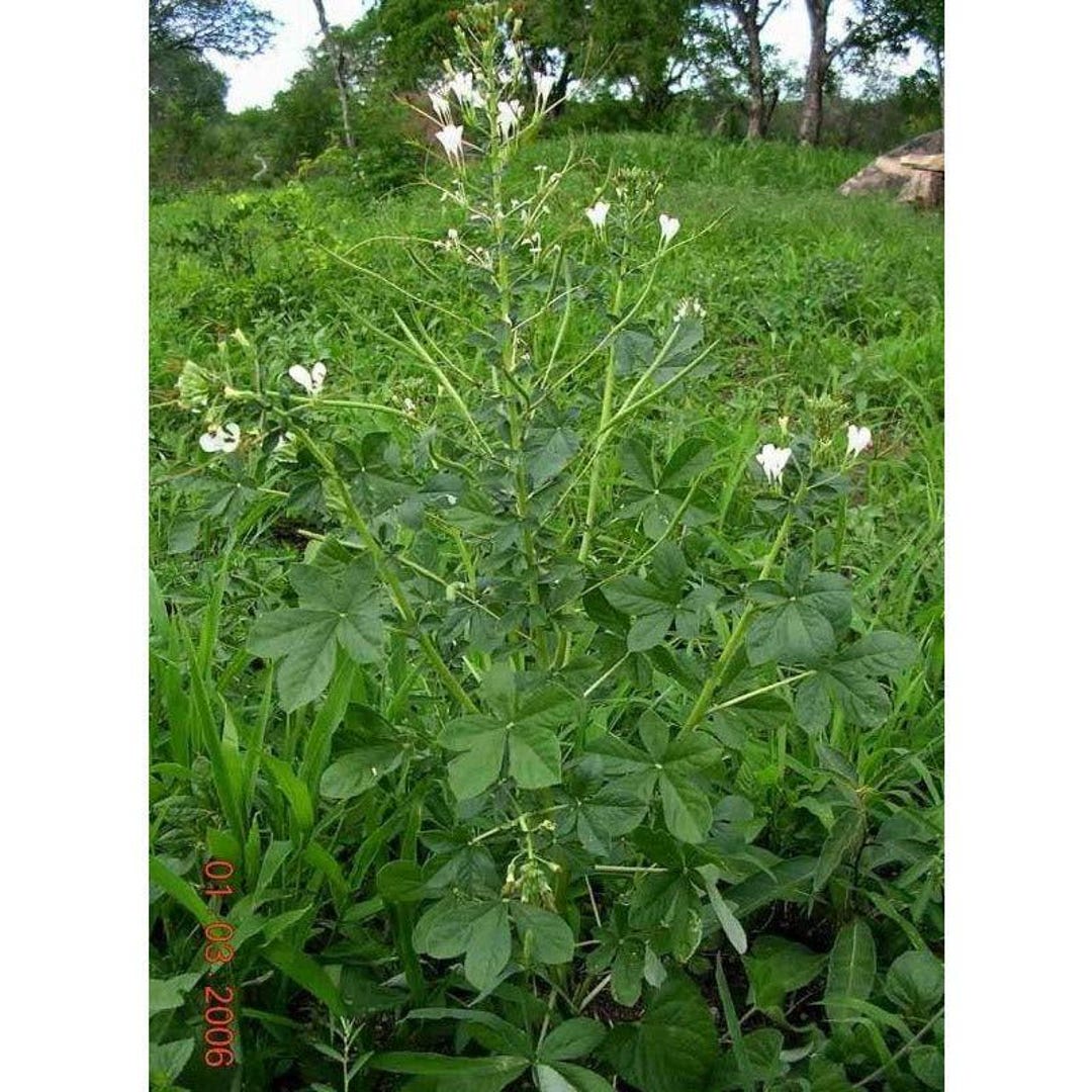 African Cabbage Seeds - Etsy