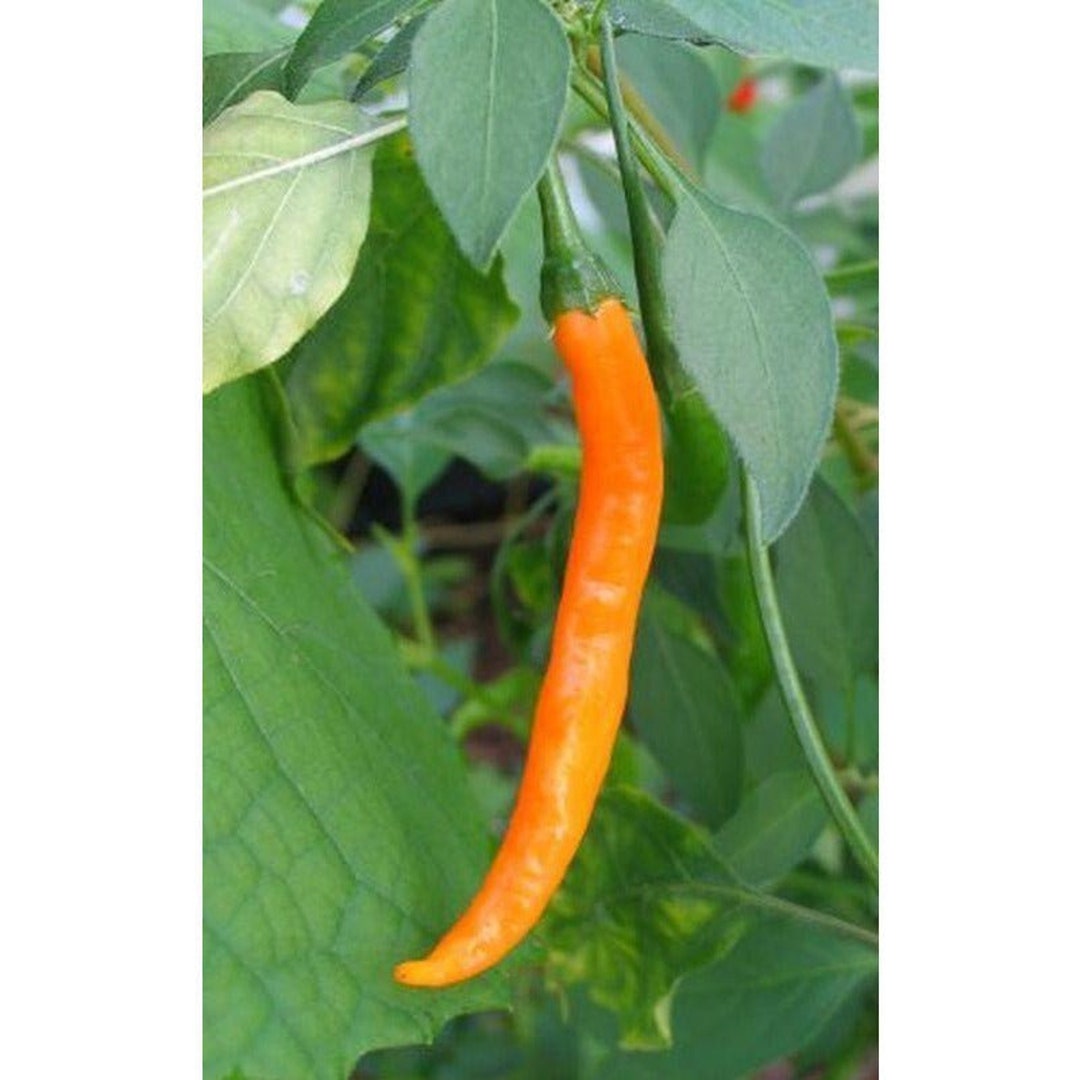 Gold Spike Hot Pepper Seeds - Etsy