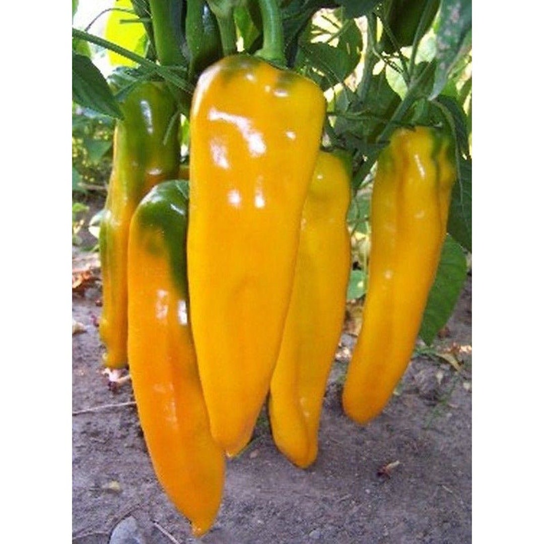 Marconi Sweet Pepper Seeds - Etsy
