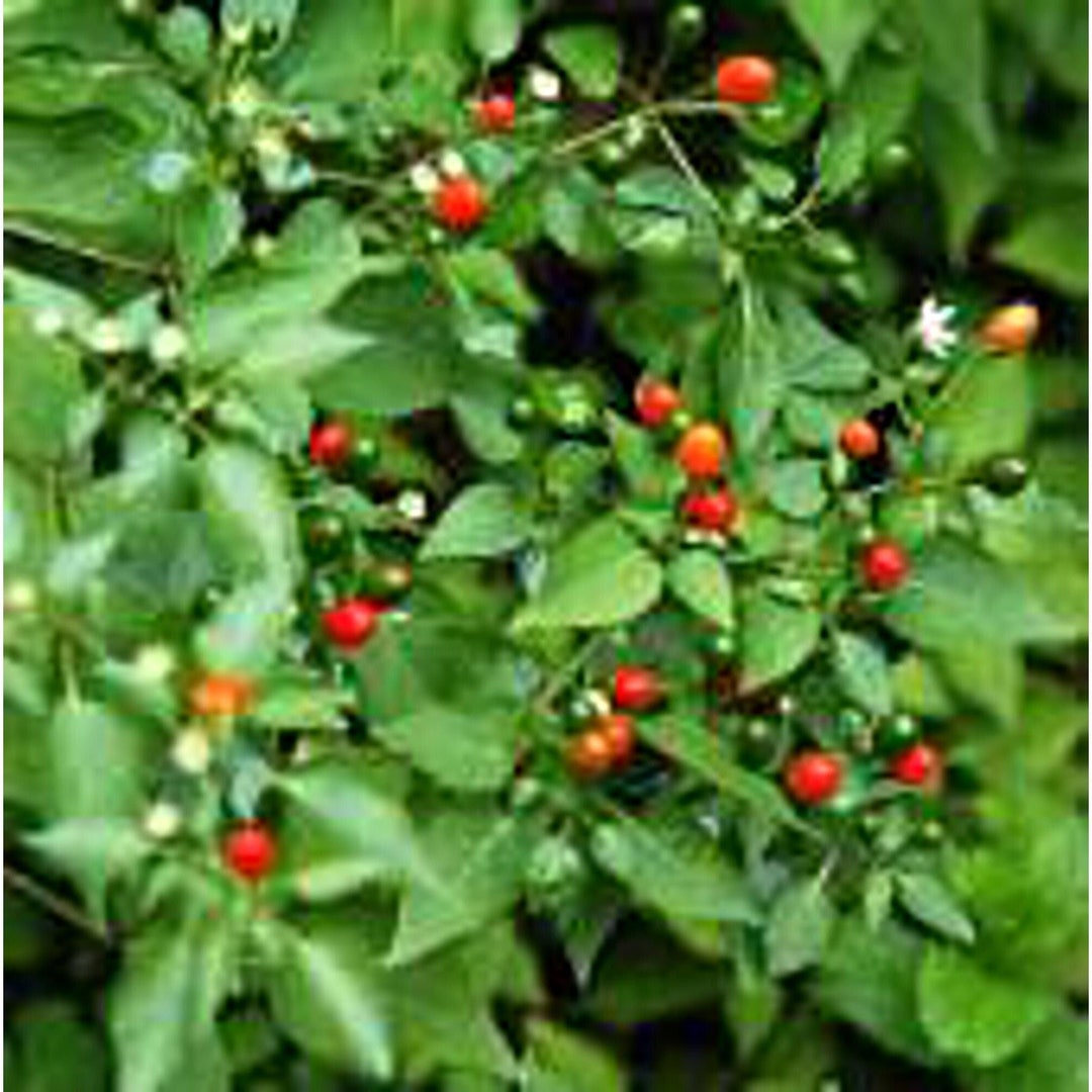 Texas Chiltepin Hot Peppers Seeds - Etsy