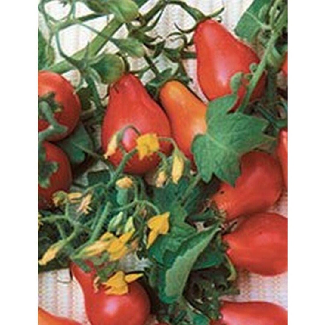 Organic Red Fig Tomato Seeds - Etsy