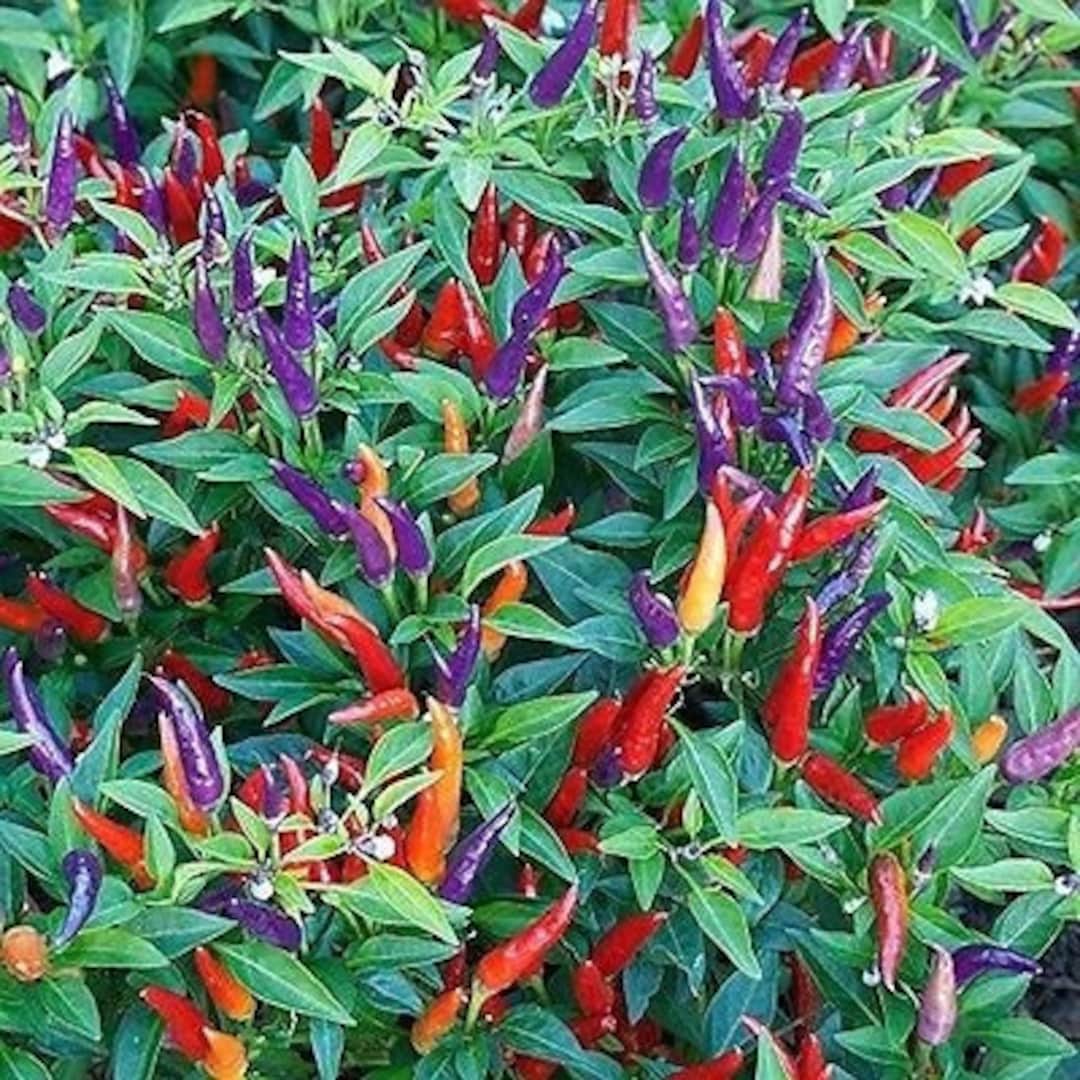 Sangria No Heat Ornamental Pepper Seeds - Etsy