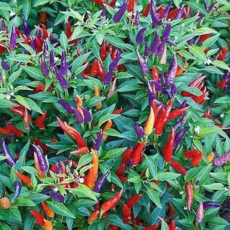 Sangria No Heat Ornamental Pepper Seeds - Etsy