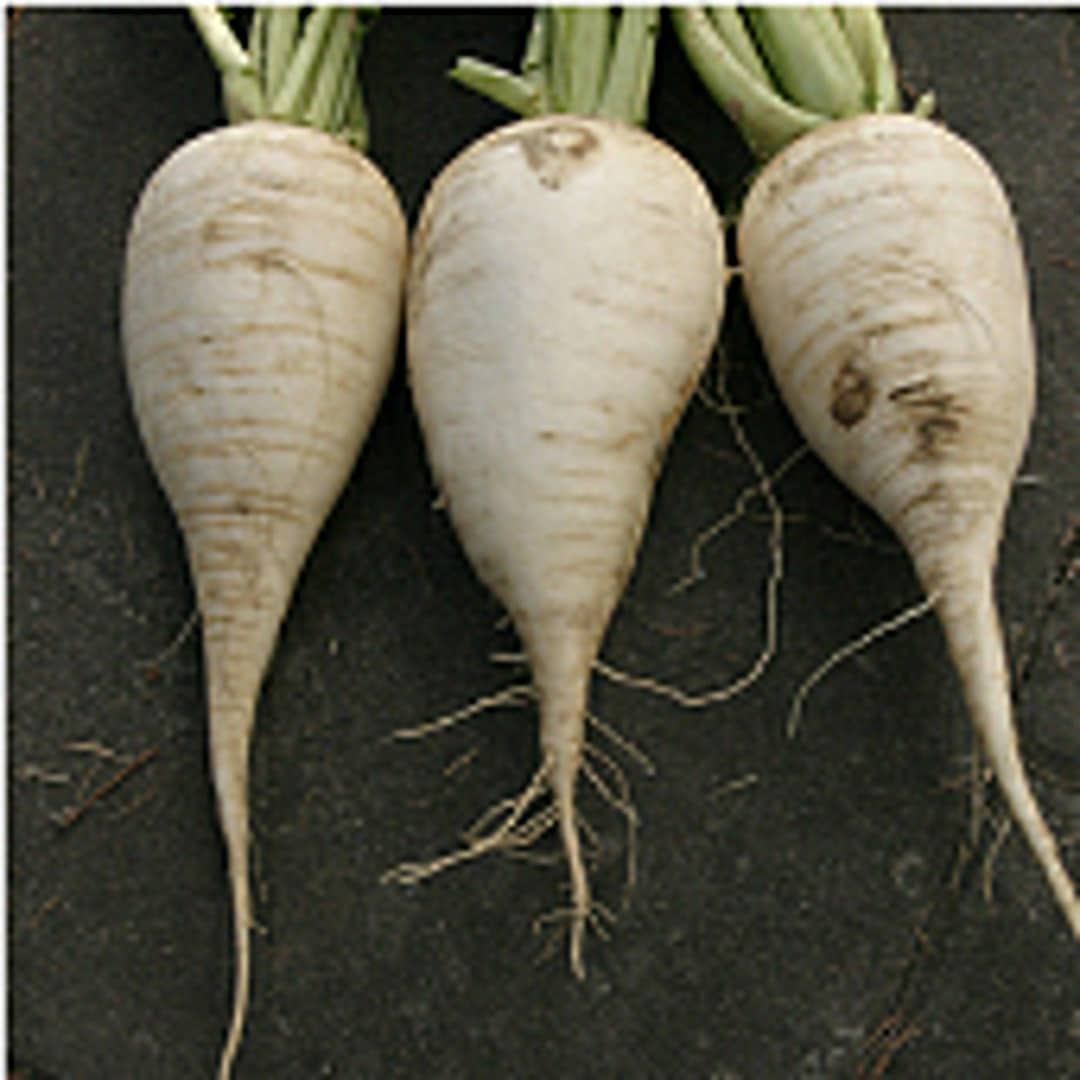 German Beer Radishes Seeds - Etsy