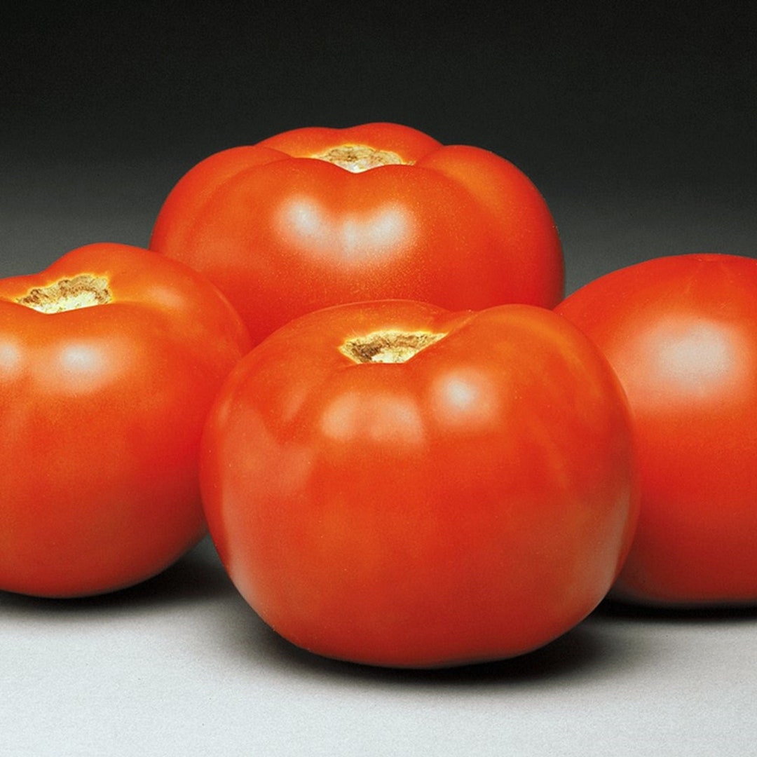 Better Bush Tomato Seeds (25 Seed Pack) - Etsy