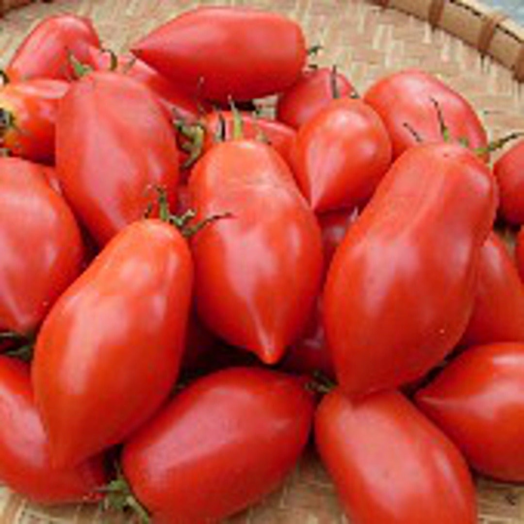 Ropreco Tomato Seeds - Etsy