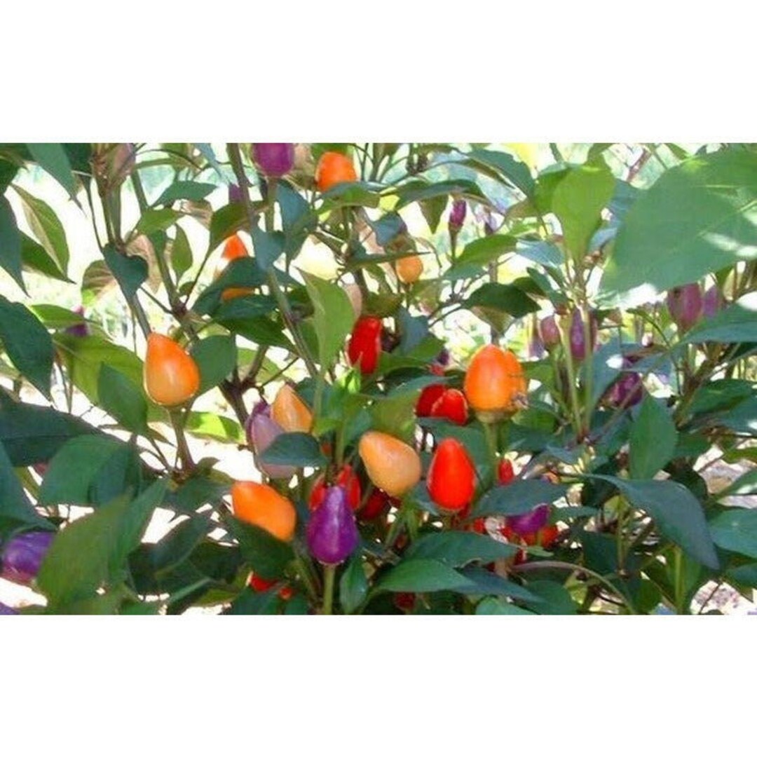 Bolivian Rainbow Pepper Seeds - Etsy