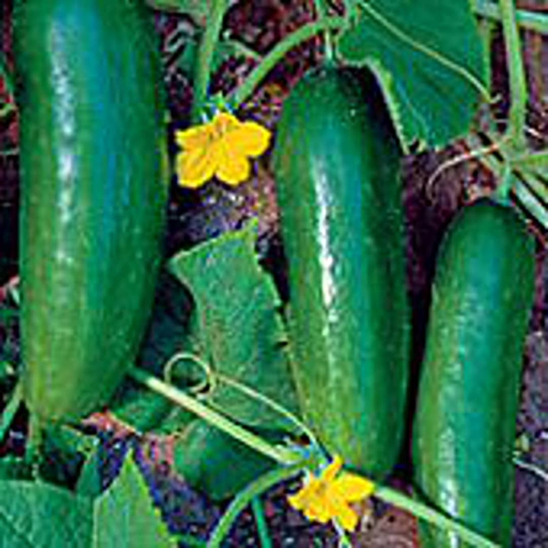 Persian Middle East Cucumbers Seeds - Etsy