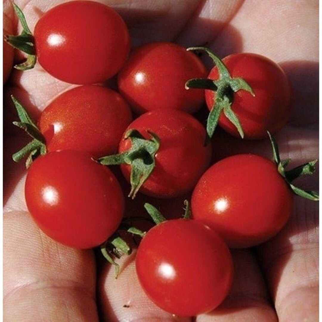 Mini Charm F1 Hybrid Tomato Seeds - Etsy
