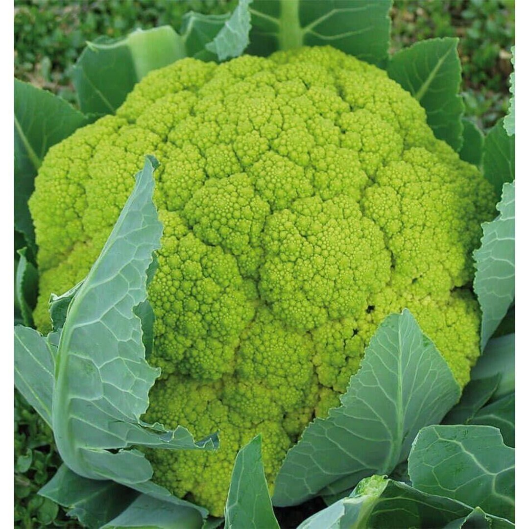 Verdi Hybrid Cauliflower Seeds - Etsy