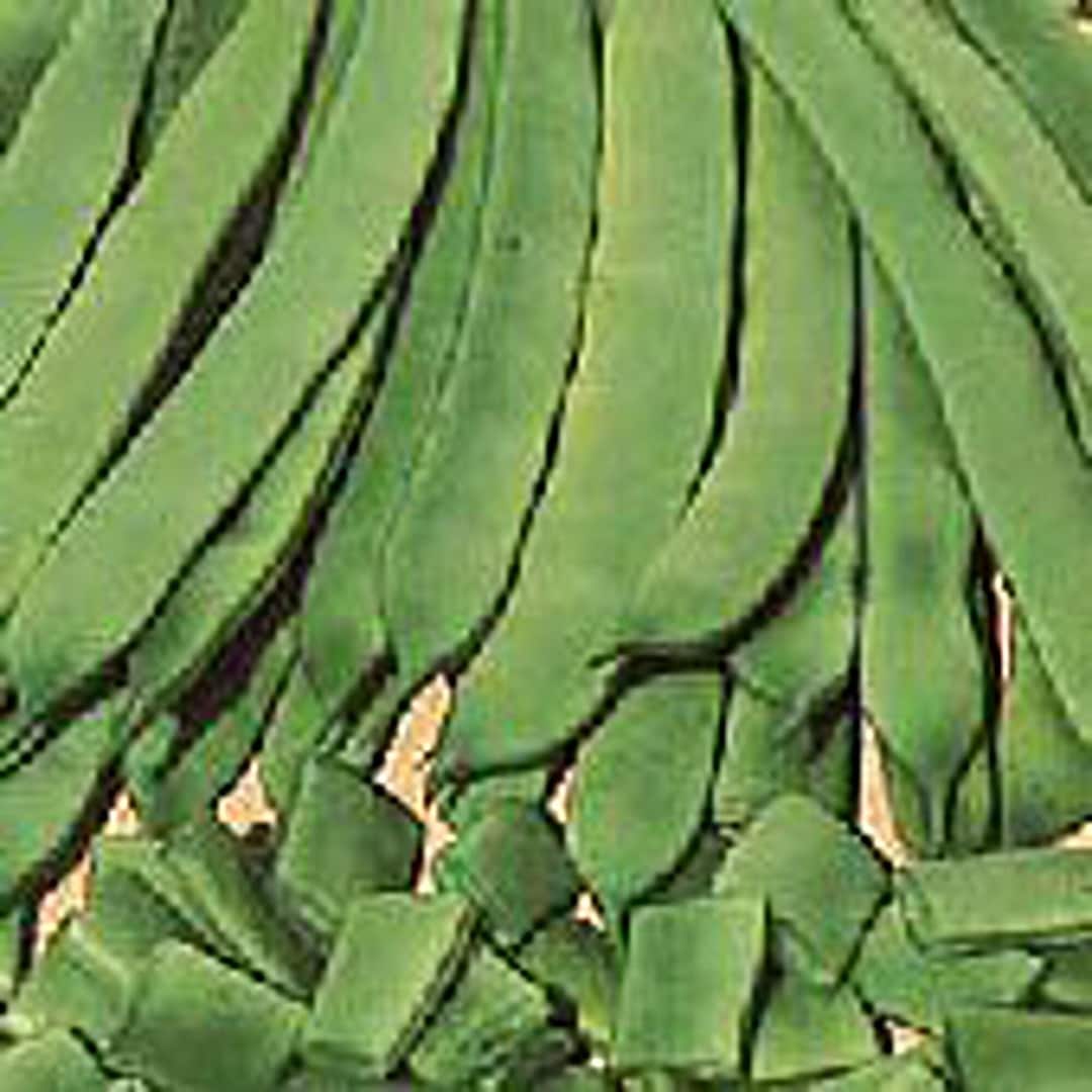 Romano 14 Bush Beans Seeds - Etsy