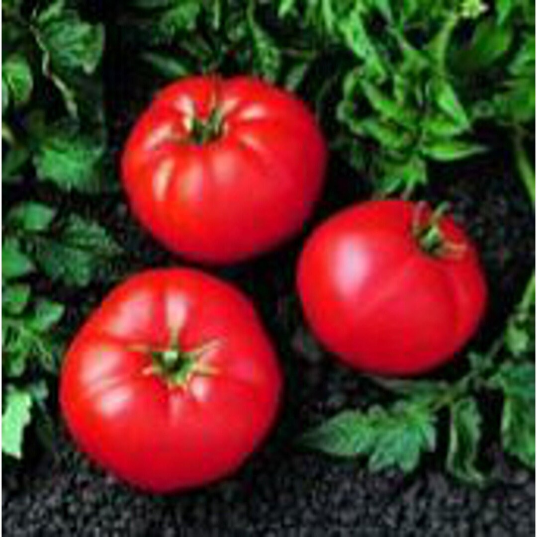 Super Bush Tomato Seeds - Etsy