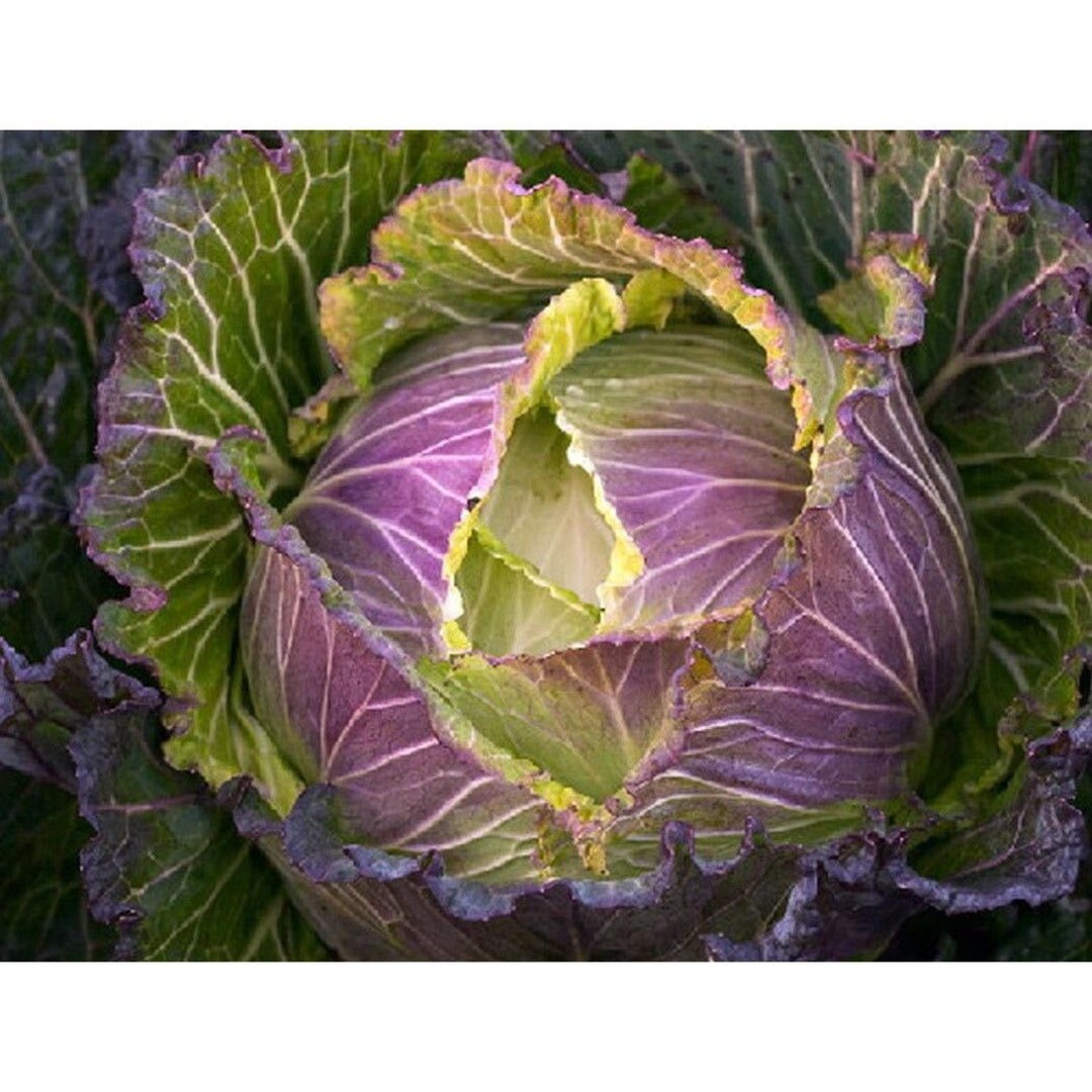 January King No. 3 Cabbage Seeds - Etsy