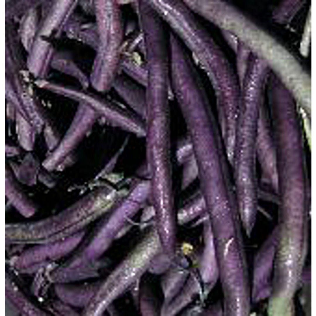 Louisiana Purple Pod Pole Beans Seeds - Etsy