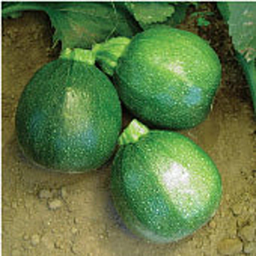 Round Zucchini Squash Seeds - Etsy