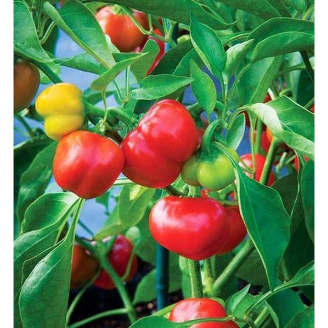 Pimento Elite F1 Hybrid Sweet Pepper Seeds - Etsy