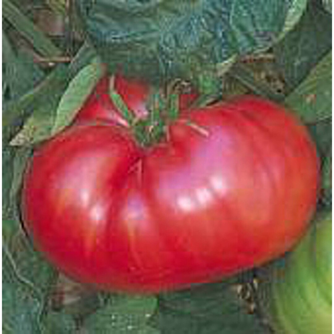 Italian Sweet Tomato Seeds - Etsy