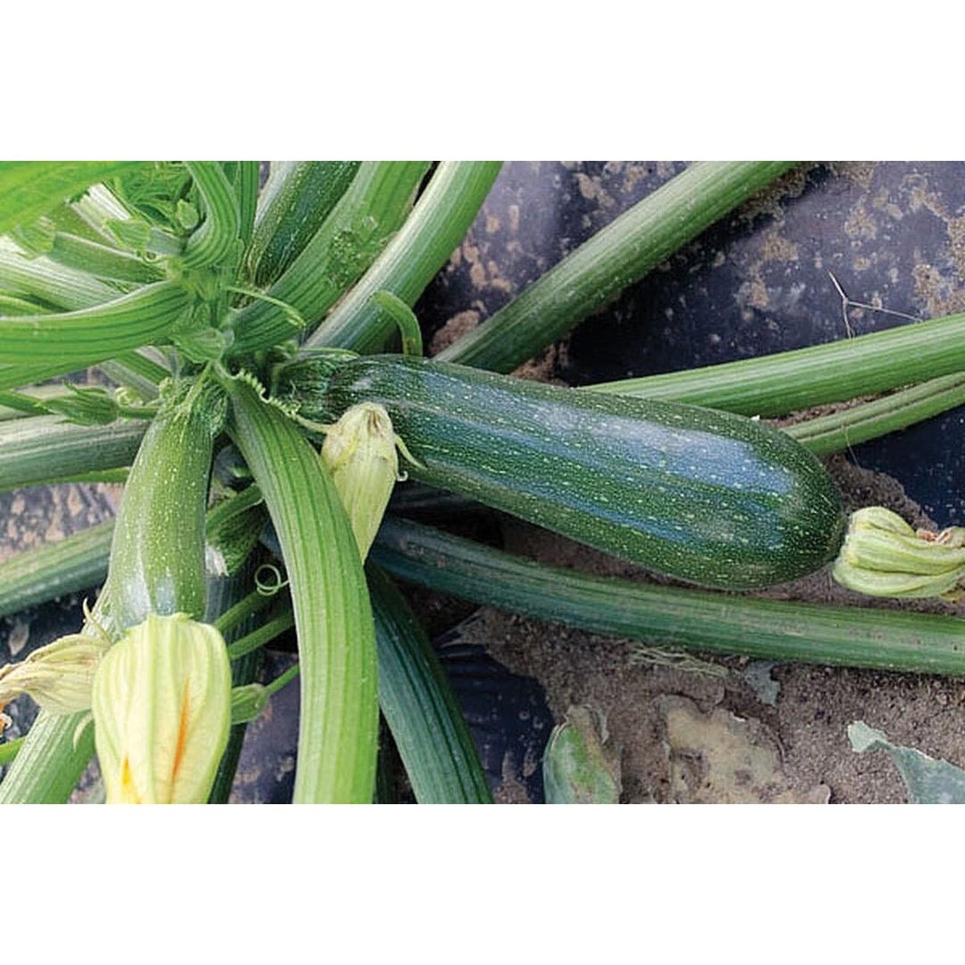Jasper F1 Hybrid Summer Squash Seeds - Etsy